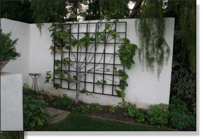 Garden Metal Work | Trellis Gallery