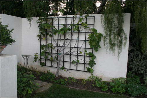 Garden Metal Work | Trellis Gallery
